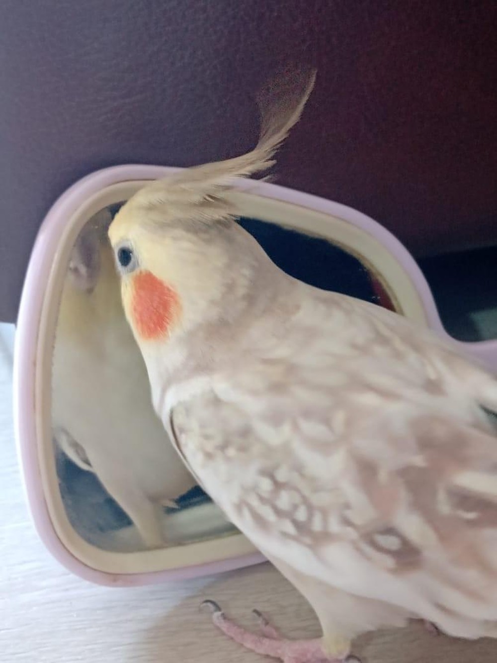 Pitoco, a inesperada calopsita de autoestima alta | Comportamento ...