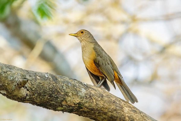 10 curiosidades sobre o sabiá-laranjeira, a ave símbolo do Brasil ...