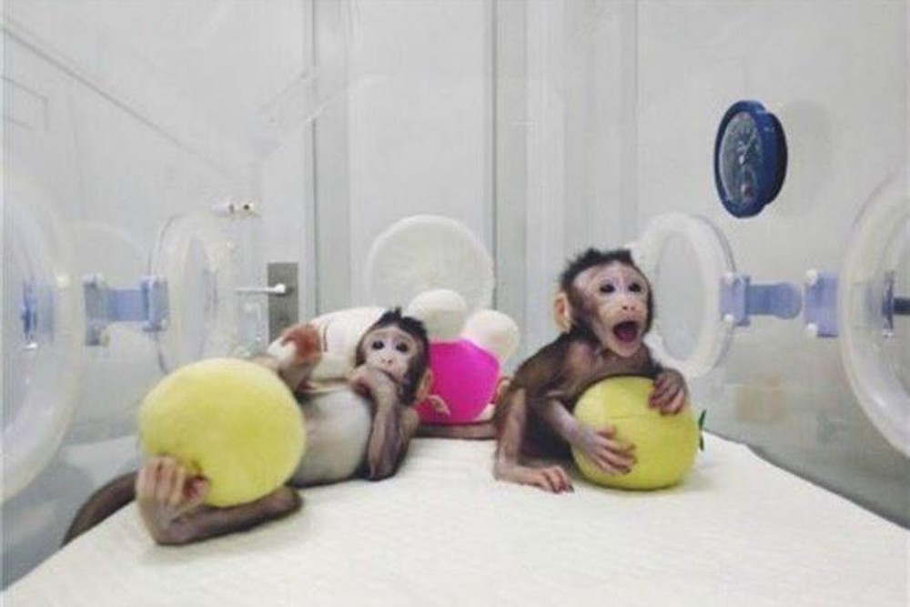 De atores a astronautas, relembre 8 macacos famosos | Comportamento ...