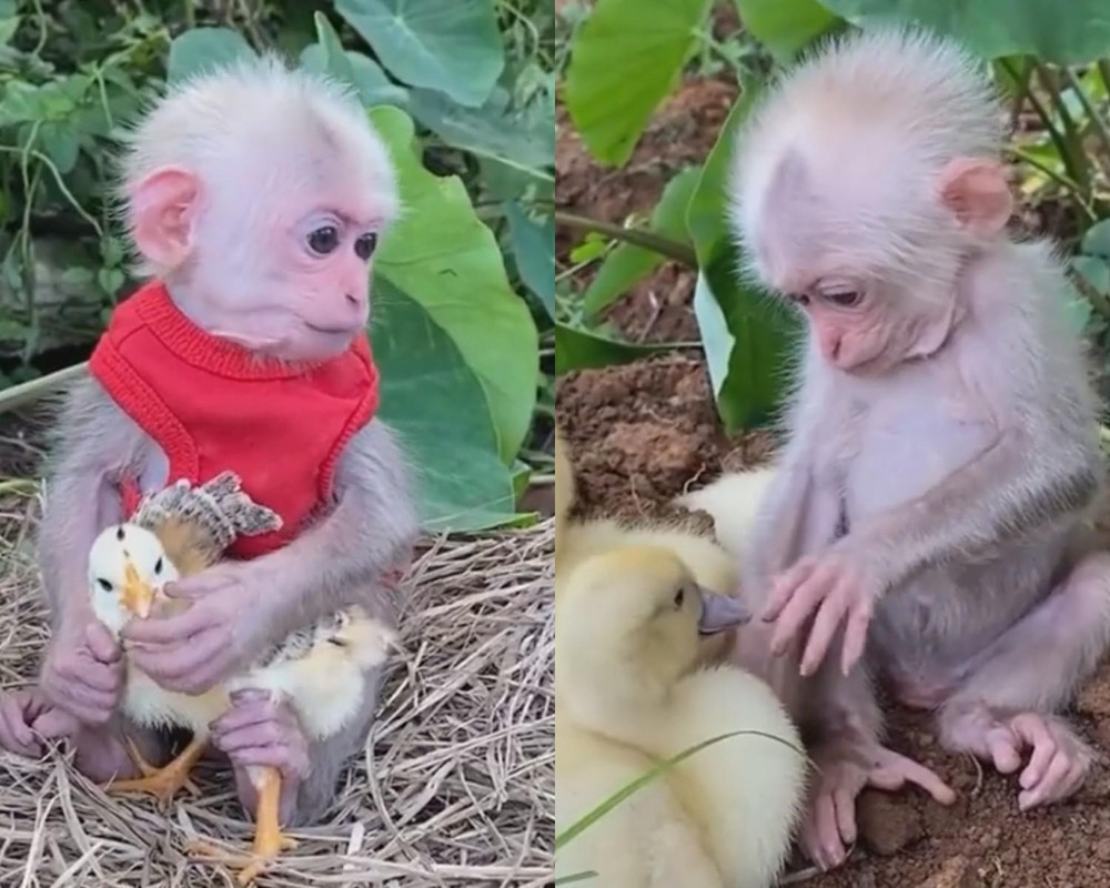 Amizade improvável entre macaco e patos viraliza na internet ...