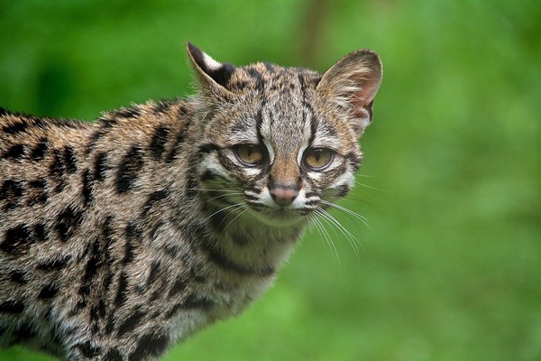 Conheça o gato-maracajá, felino adaptado para viver em árvores ...