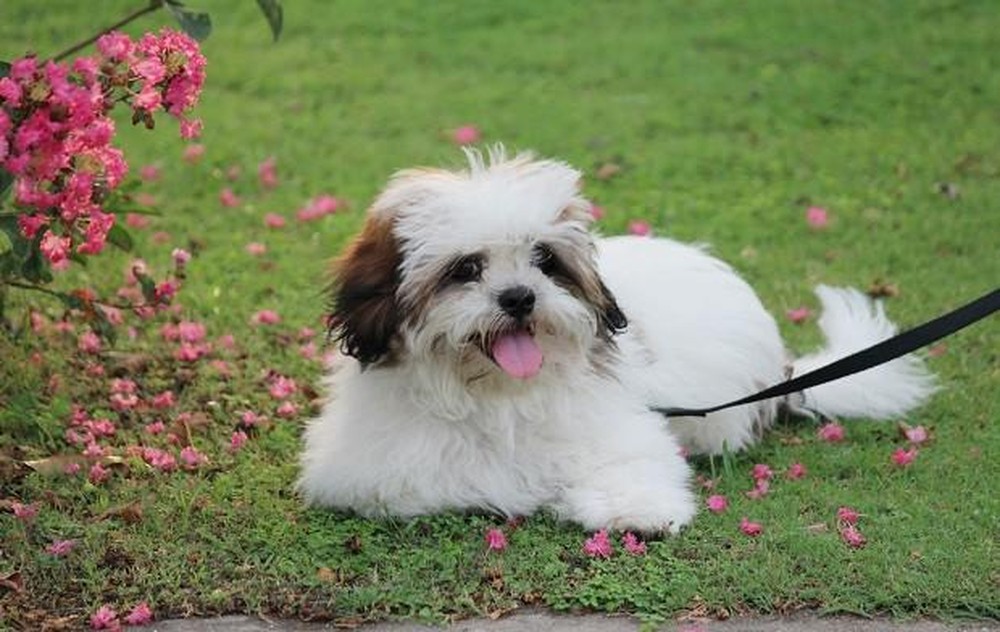 Conheça o lhasa apso, cão que inspirou o Floquinho, da Turma da Monica ...