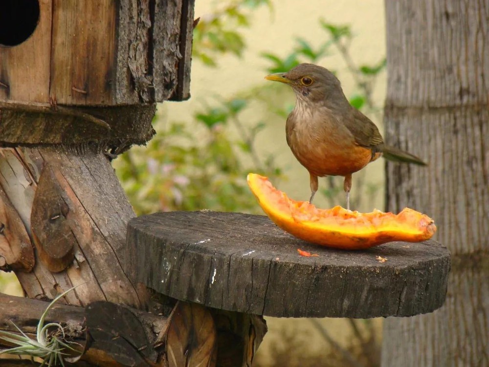 10 curiosidades sobre o sabiá-laranjeira, a ave símbolo do Brasil ...