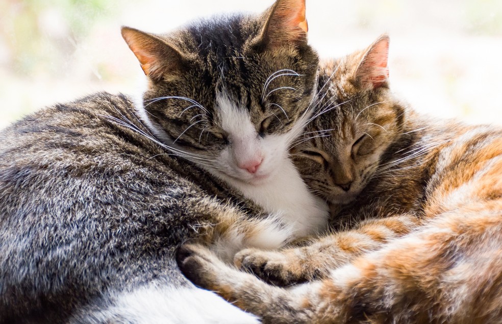 Saiba identificar 8 sinais de que um gato está doente | Saúde | Vida de ...