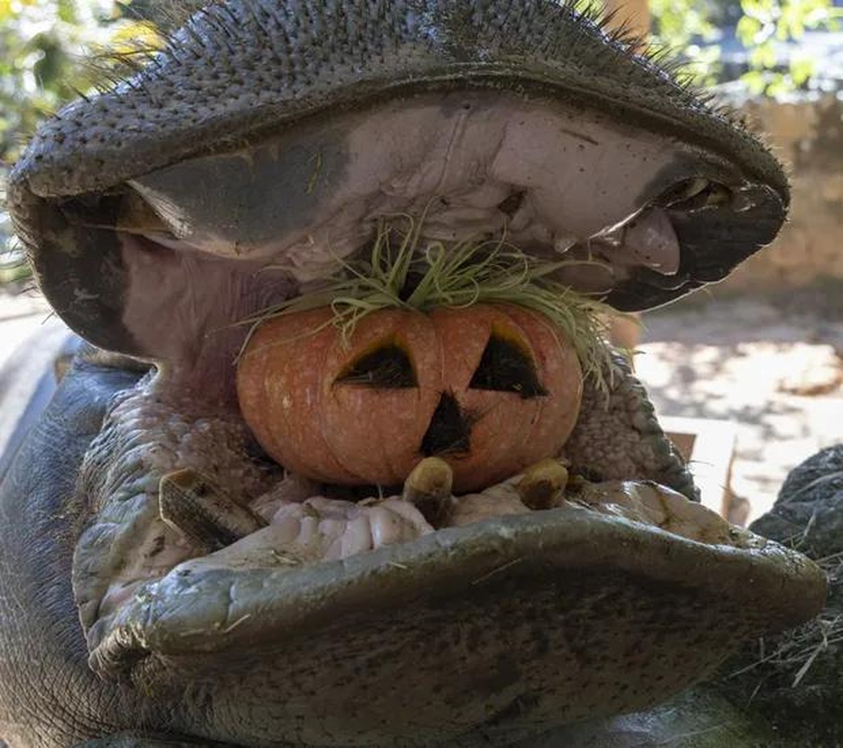 Zoo SP terá Halloween neste fim de semana | Comportamento | Vida de Bicho
