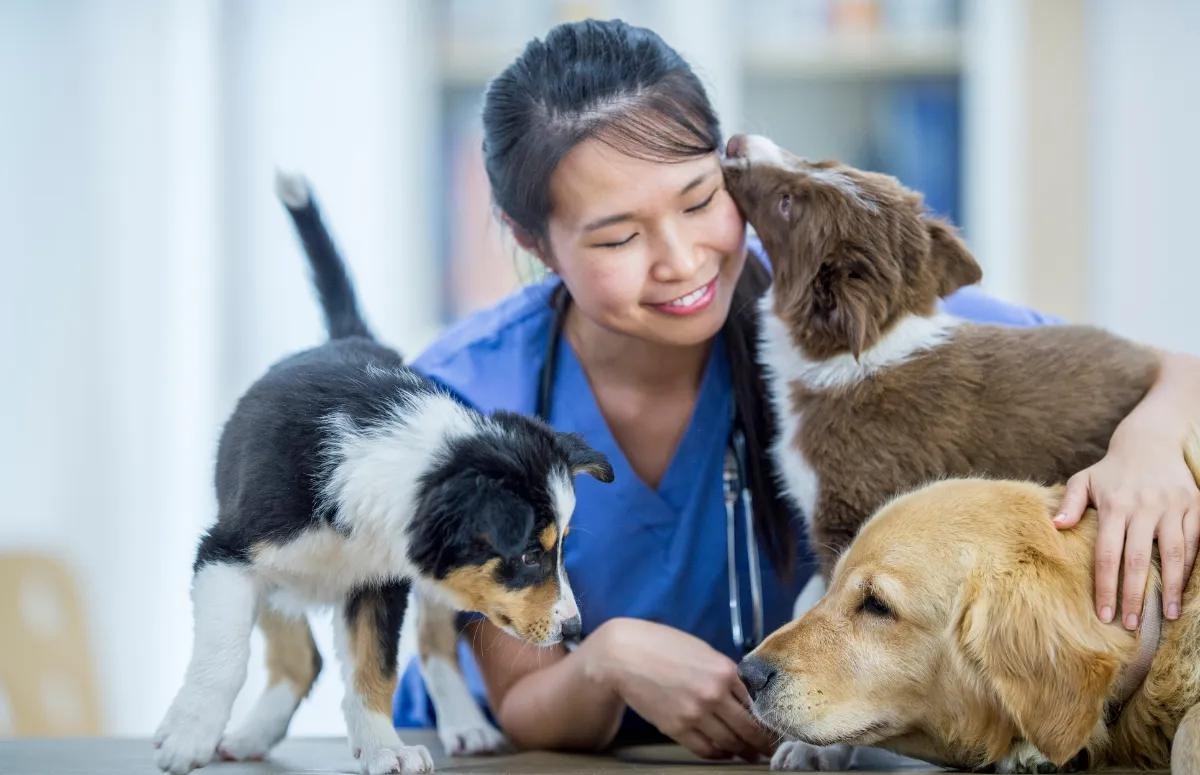 Dia do Veterinário: você sabe quem foi a primeira profissional ...