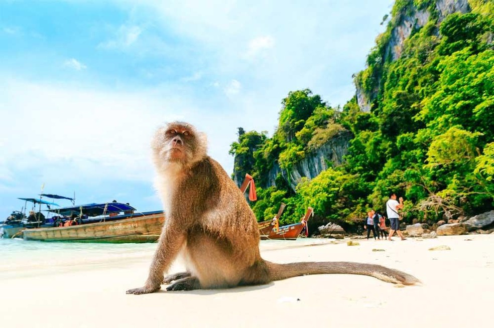10 praias e ilhas repletas de animais exóticos | Comportamento | Vida ...