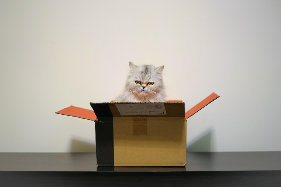 Gato de Schrödinger: entenda o paradoxo do felino ‘vivo e morto ...