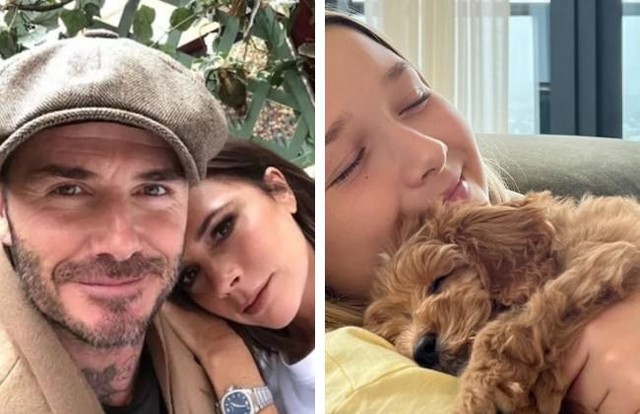 David Beckham apresenta Simba, o novo membro da família | Comportamento ...