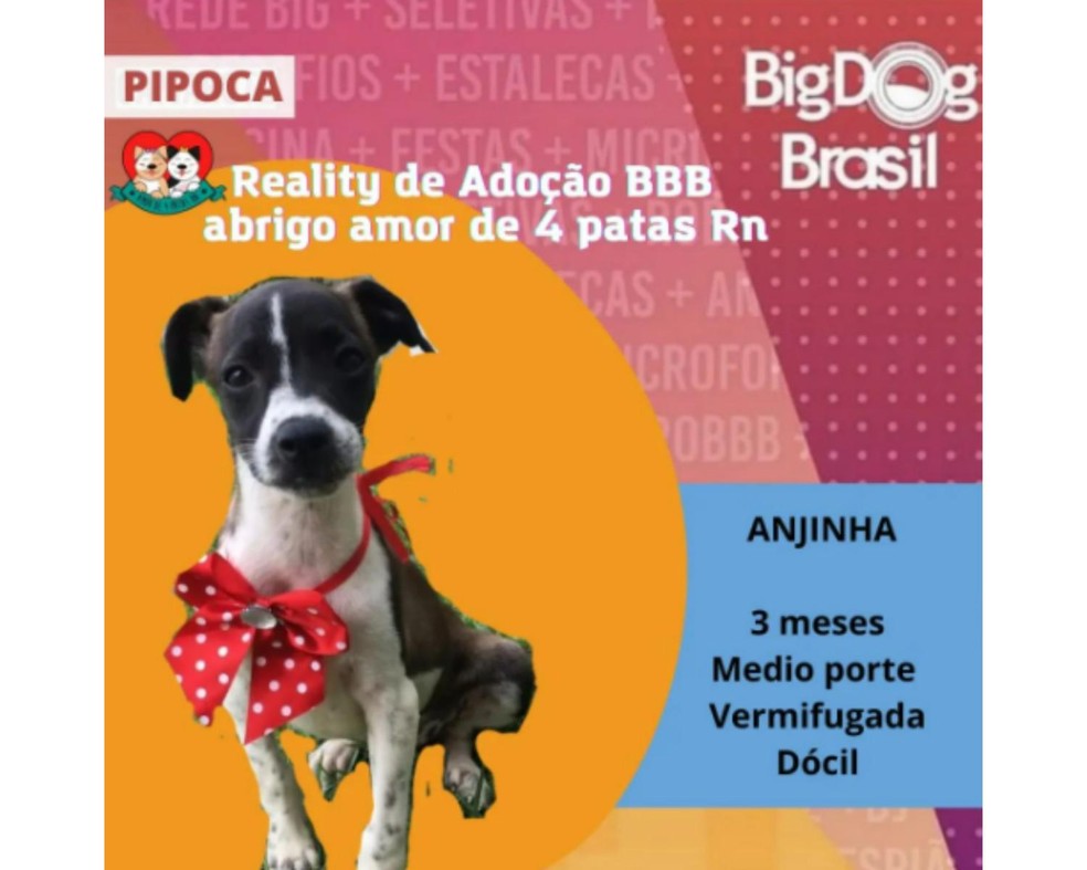 Inspirados no BBB, projetos divulgam animais para adoção ...