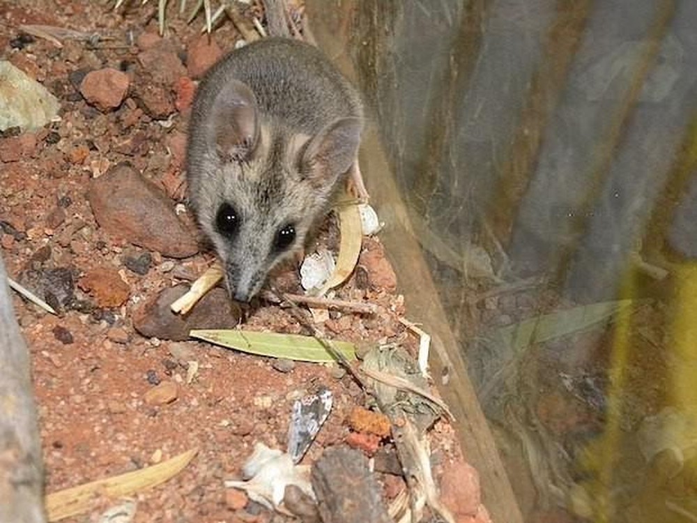 Gravidez a jato: as gestações mais rápidas do reino animal ...