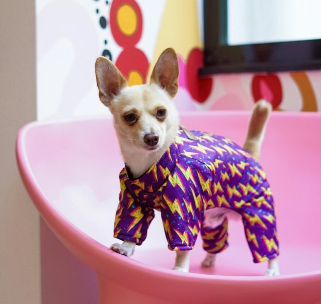 Roupas para pets: como escolher o modelo ideal | Comportamento | Vida ...
