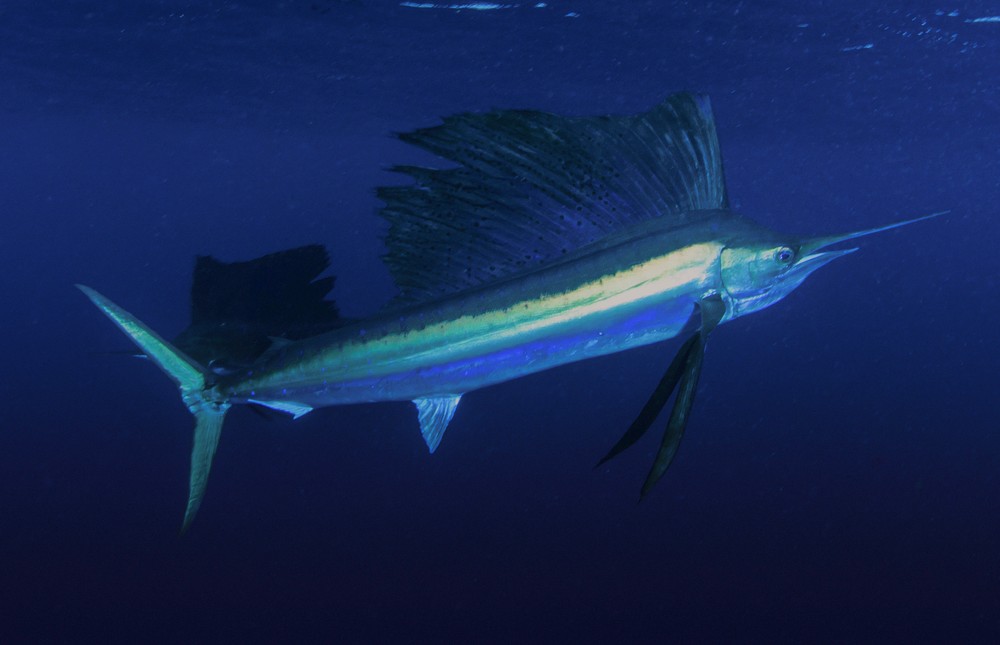 Fórmula 1 animal: conheça os bichos mais rápidos do mundo ...