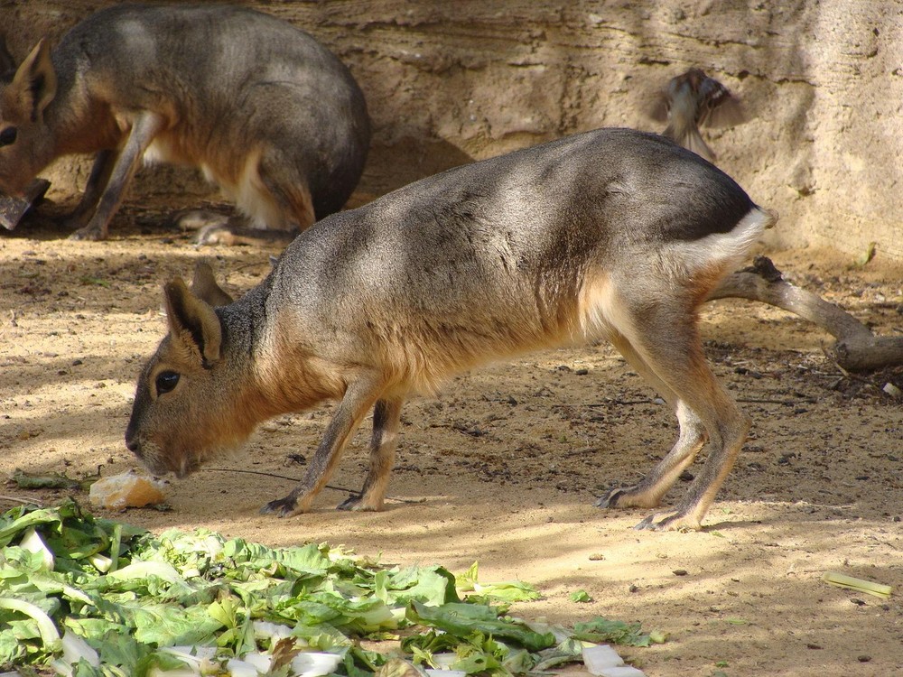 Conheça os 6 maiores roedores do mundo | Comportamento | Vida de Bicho