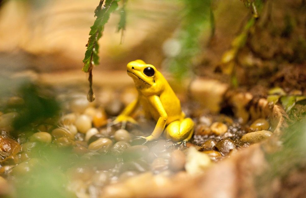 Descubra o que acontece se alguém beijar um sapo | Comportamento | Vida ...