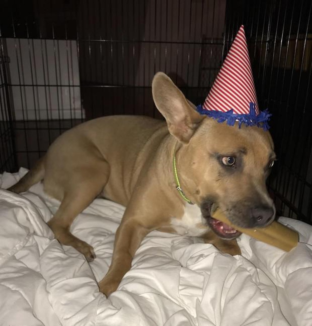 Halsey perde cachorro e desabafa sobre o momento em redes sociais ...