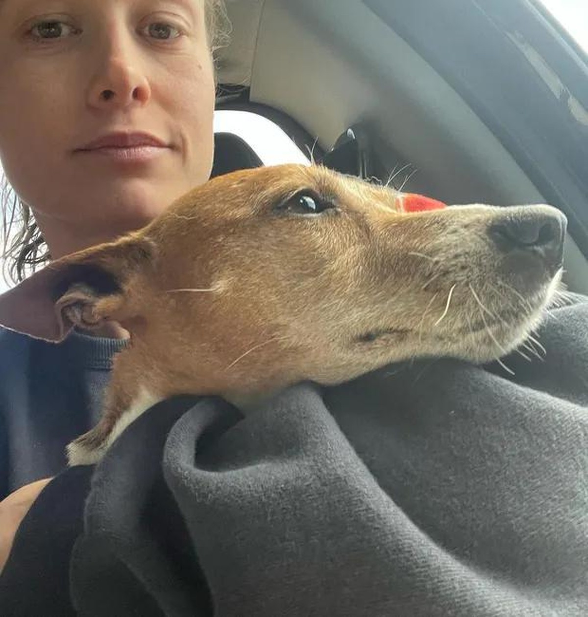 Brie Larson compartilhada fotos dos cachorros para "alertar" seguidores ...
