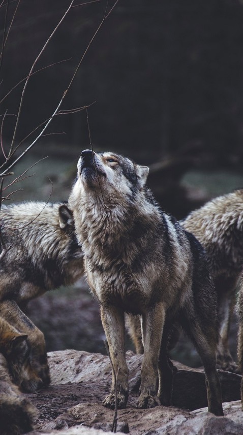 Os 30 Animais Mais Raros Do Mundo Fotos E Exemplos Animais Do Mundo
