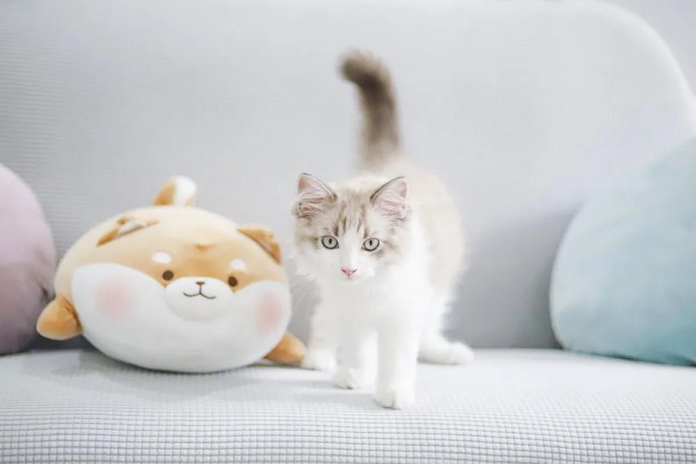 Pets também têm objetos de transição, entenda o que são | Comportamento ...