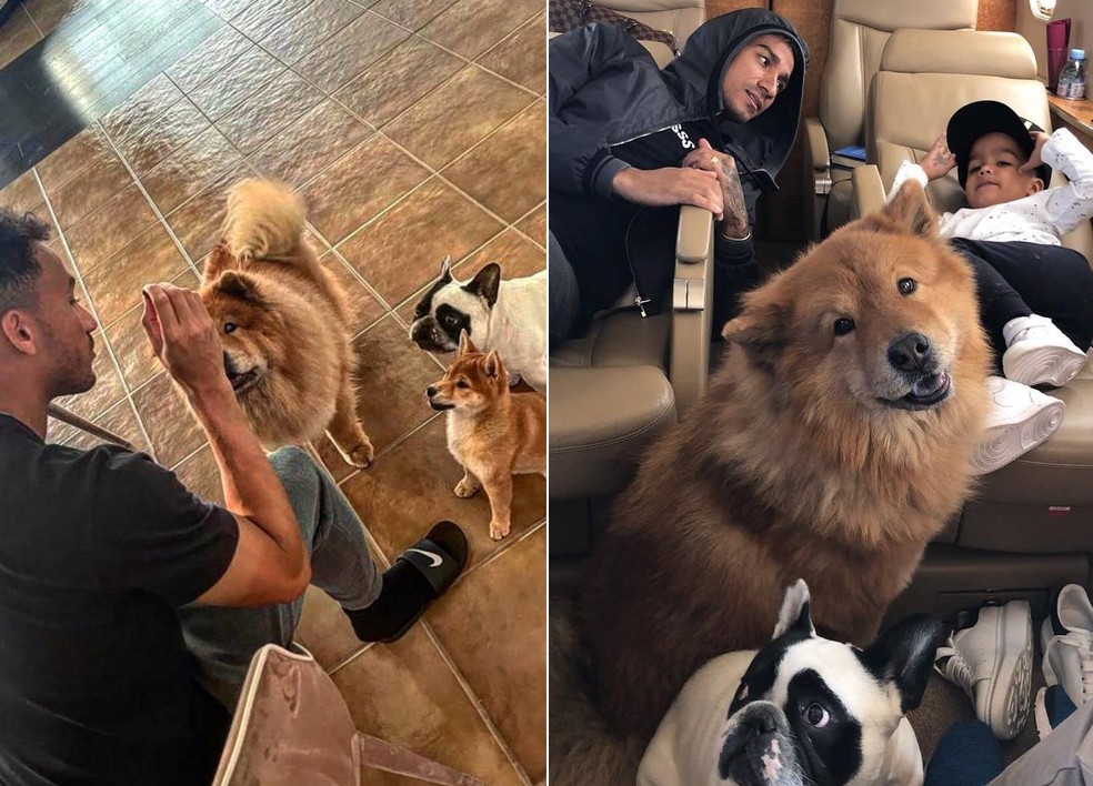 Copa do Mundo: conheça os pets dos jogadores da Seleção Brasileira ...