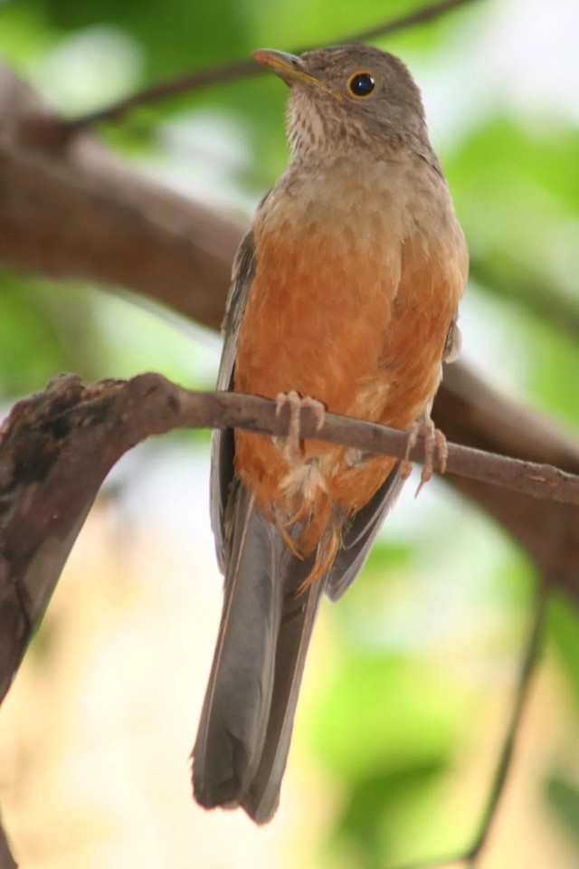 10 curiosidades sobre o sabiá-laranjeira, a ave símbolo do Brasil ...