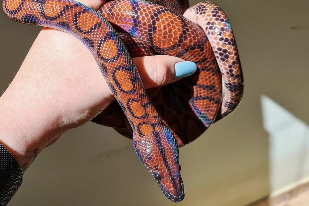 Macaco, cobra e mais: tutores revelam quanto custa ter um animal ...