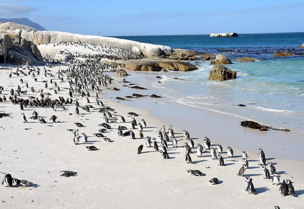 10 praias e ilhas repletas de animais exóticos | Comportamento | Vida ...