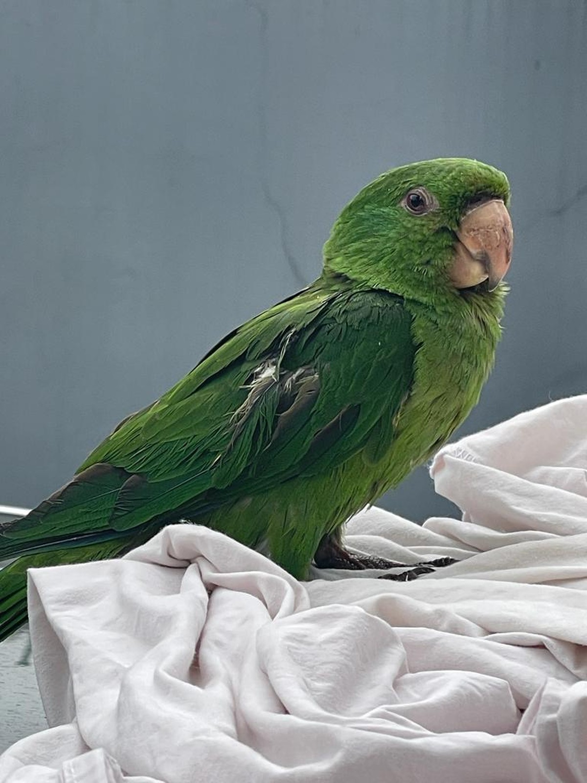 Colunista narra resgate emocionante de ave presa em linha de pipa | Que ...