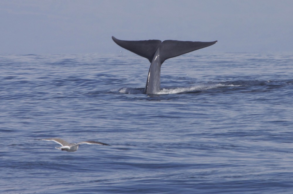 Baleia-azul: 17 curiosidades sobre as gigantes dos oceanos ...