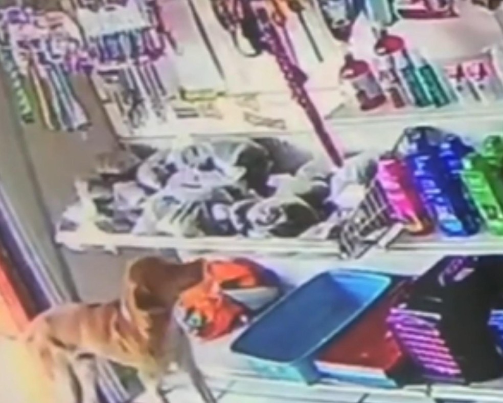 Cachorro é flagrado "furtando" ração em pet shop | Comportamento | Vida ...