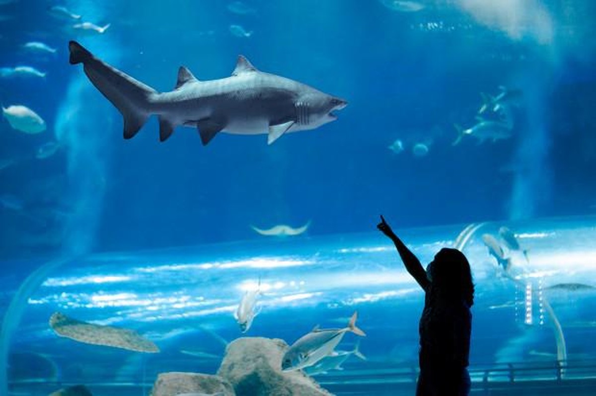 Férias no Rio de Janeiro: 9 passeios para apreciar a fauna local ...