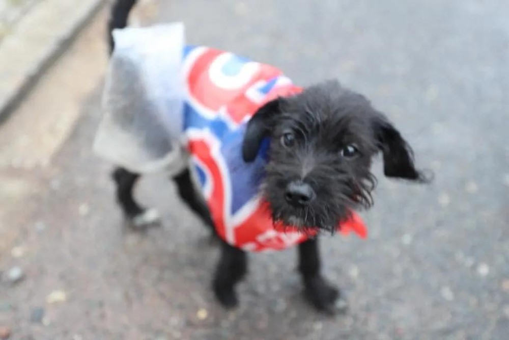 Conheça Resistência, pet de Lula que será a embaixadora canina da ...