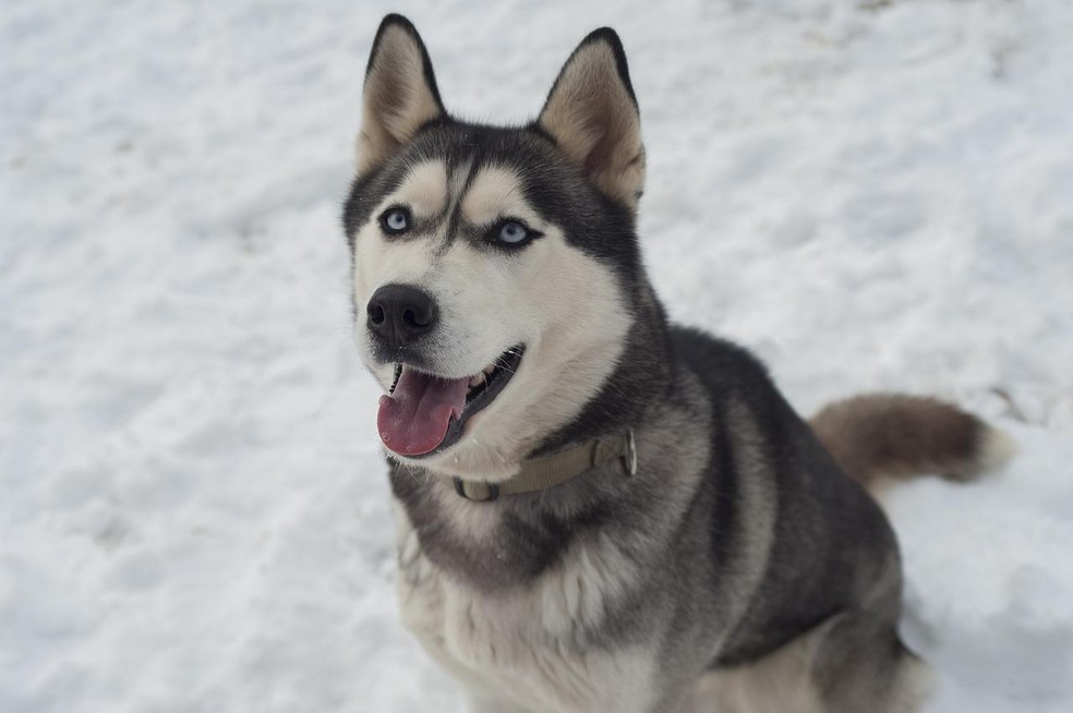 Conheça o husky siberiano, o cão puxador de trenós amante do inverno ...