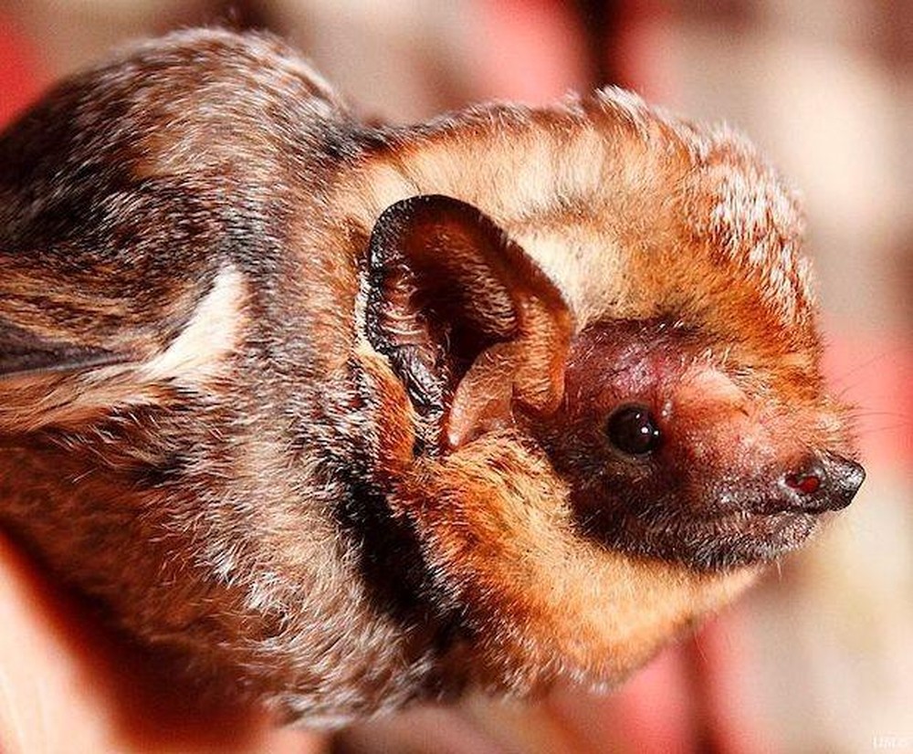 Bichos da 'night': 9 animais que preferem sair à noite para caçar ...