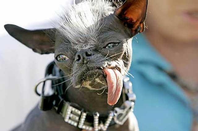 Descubra quais são os cães mais feios do mundo | Comportamento | Vida ...