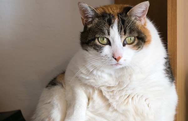 Como descobrir o peso ideal de um pet? Colunista revela técnicas ...