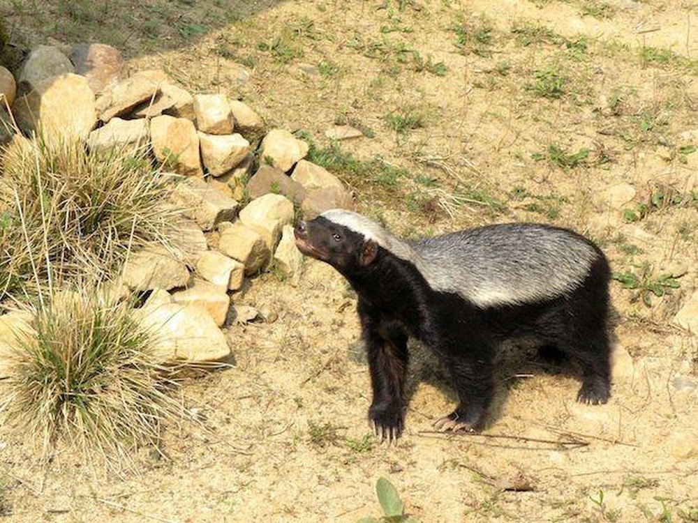 7 espécies de animais que vivem nos desertos do Catar | Comportamento ...