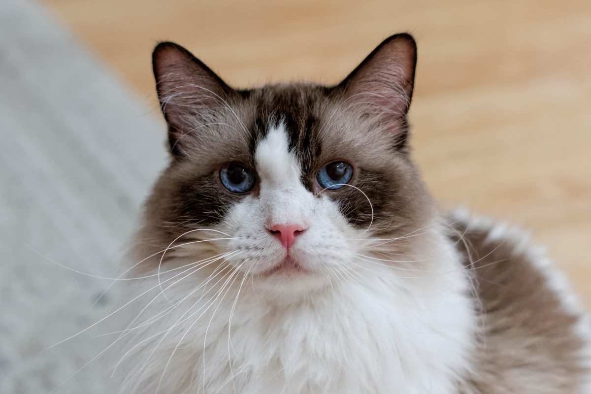 Gato ragdoll, o felino com "espírito canino" | Raças | Vida de Bicho
