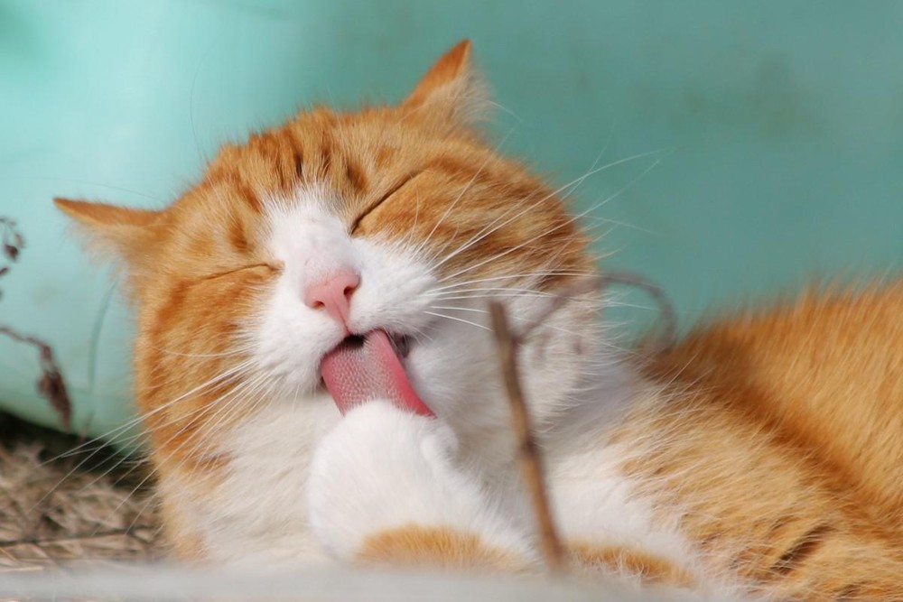 Dermatites alérgicas em gatos: como é feito o diagnóstico ...