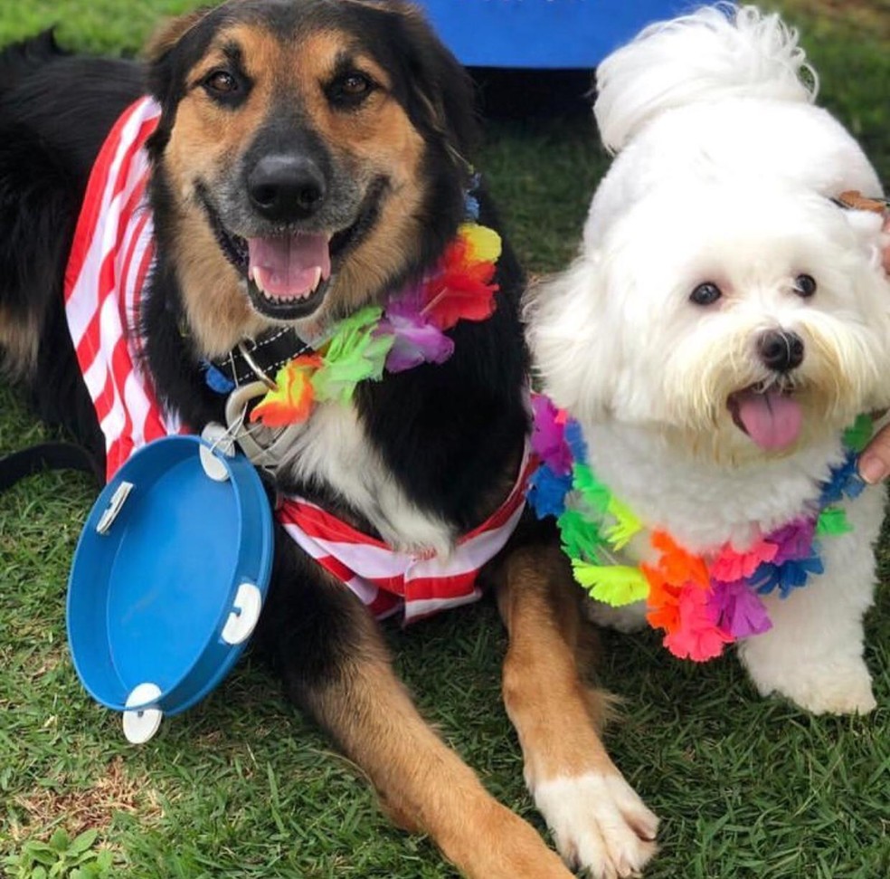 9 eventos pet friendly para curtir o Carnaval em São Paulo ...