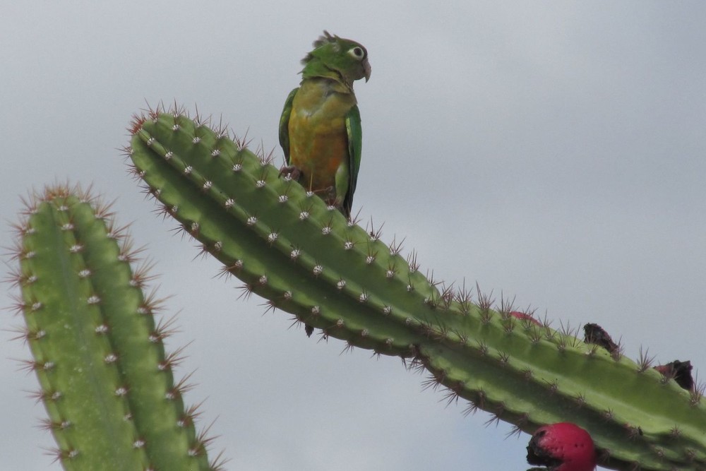 Caatinga: 10 animais do bioma exclusivamente brasileiro | Comportamento ...