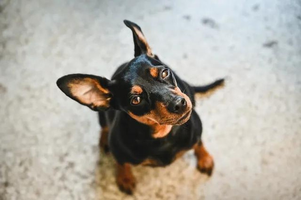 Pequenos destemidos: 15 fatos curiosos sobre os pinschers | Raças ...