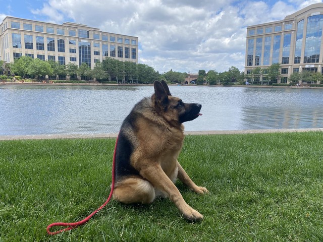Cachorro cururu: entenda a síndrome que causa encurtamento em cães ...