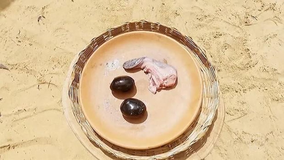 'No Limite': 8 animais e suas partes mais estranhas que viraram comida ...