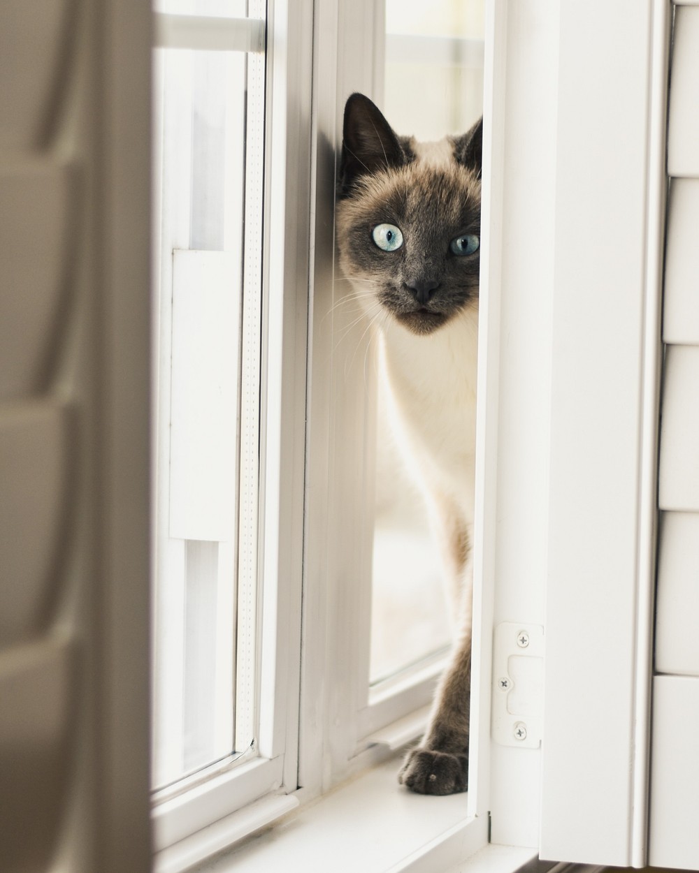 Gato com medo: 8 sinais de que o pet está assustado e como ajudá-lo ...