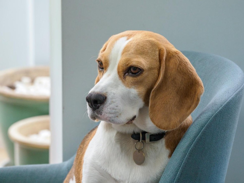Beagle Que Se Parece A Snoopy