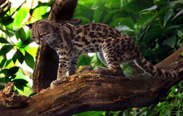 Conheça o gato-maracajá, felino adaptado para viver em árvores ...