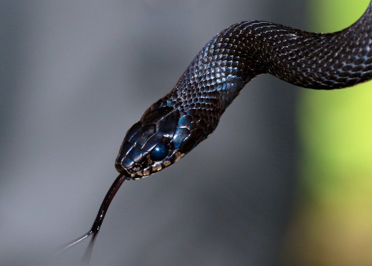 Cobras podem ouvir mais do que você imagina, diz estudo | Comportamento ...