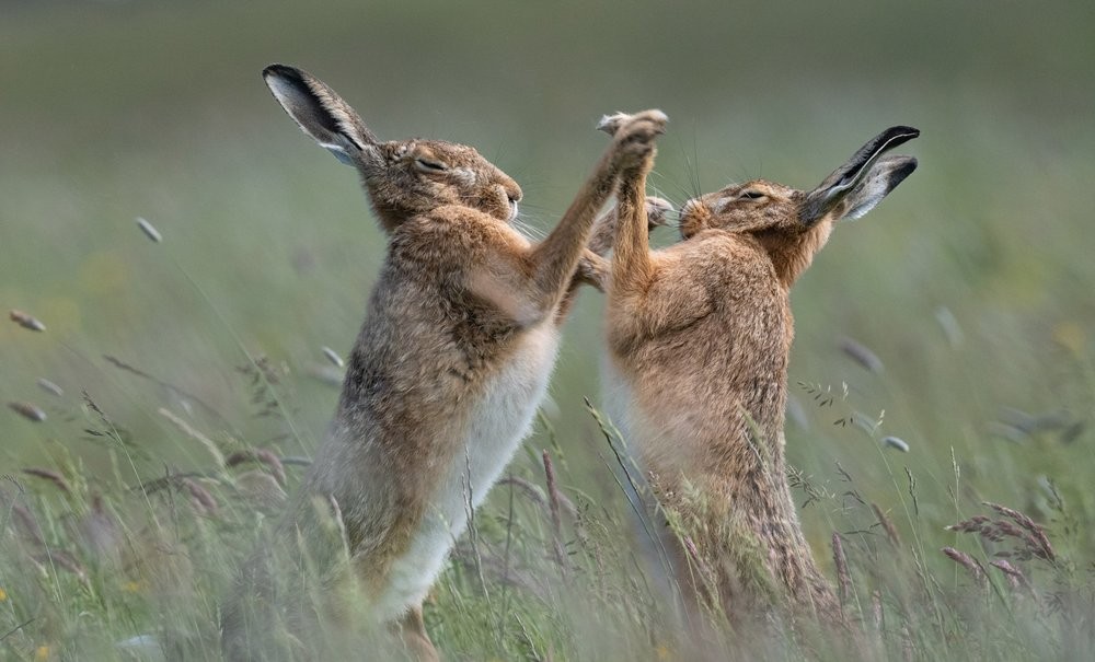 Foto de raposa que venceu concurso internacional foi tirada por acaso ...