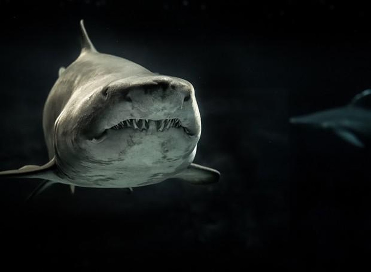 Estudo revela que megalodontes eram canibais | Comportamento | Vida de ...